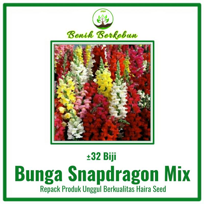 Jual 32 Benih Bunga Snapdragon Mix ( Haira Seed ) | Shopee Indonesia