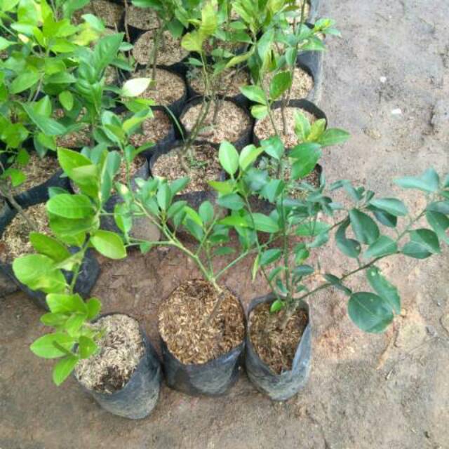 Jual Paket bibit jeruk kunci, nipis dan lemon | Shopee Indonesia