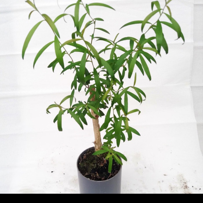 Jual paket isi 10 Bibit Tanaman Kayu Putih Asli / Eucalyptus | Shopee ...