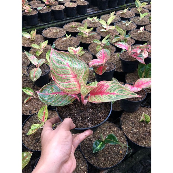 Jual Dewi Huges Aglonema Koleksi Murah | Shopee Indonesia