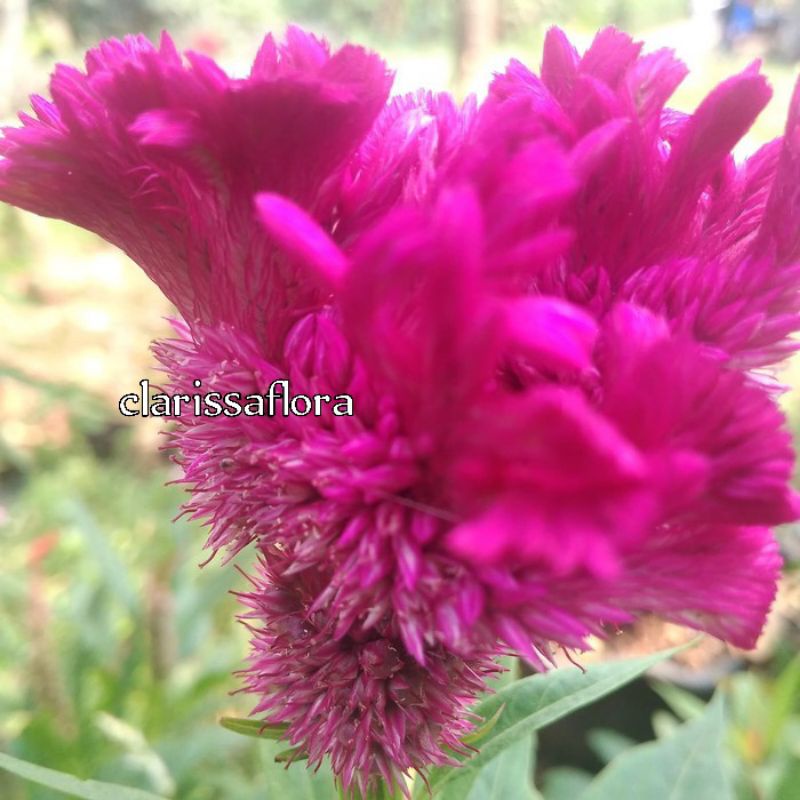 Jual TANAMAN HIAS JENGGER AYAM - POHON JENGGER AYAM | Shopee Indonesia