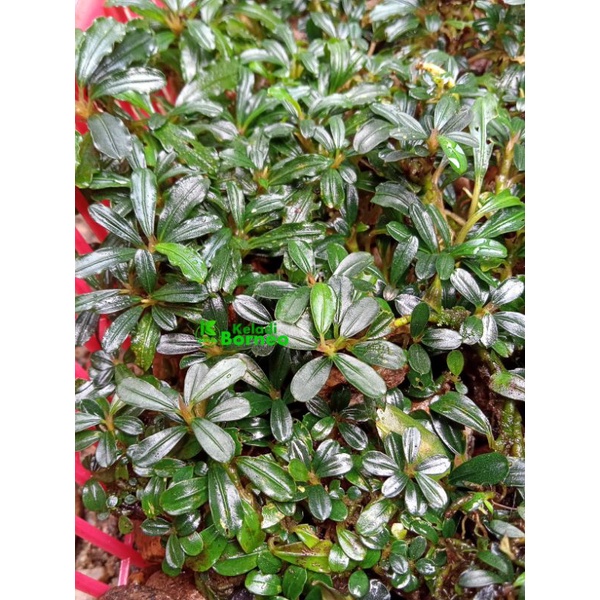 Jual bucep mini phantom | Shopee Indonesia