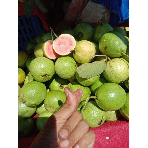 Jual Jambu Biji Merah 1 Kg | Shopee Indonesia