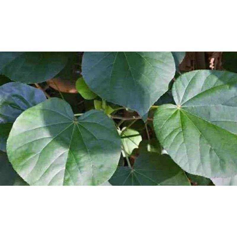 Jual Daun waru Atau Daun Dadap Laut Segar Untuk Bunglkus Makanan(peyeum ... Jual Daun waru Atau Daun Dadap Laut Segar Untuk Bunglkus Makanan(peyeum ...