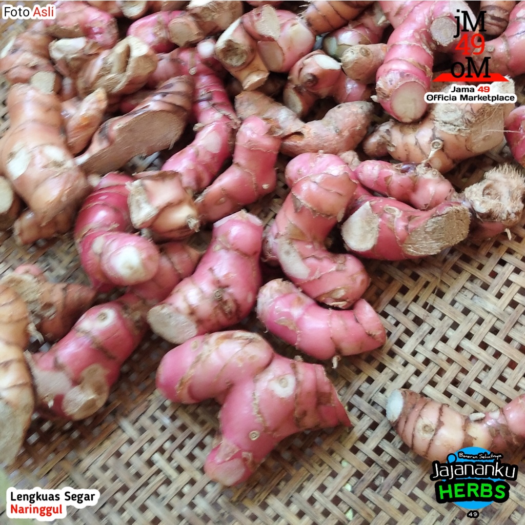 Jual 1kg Lengkuas Segar Laos Fresh Laja Segar Premium | Shopee Indonesia