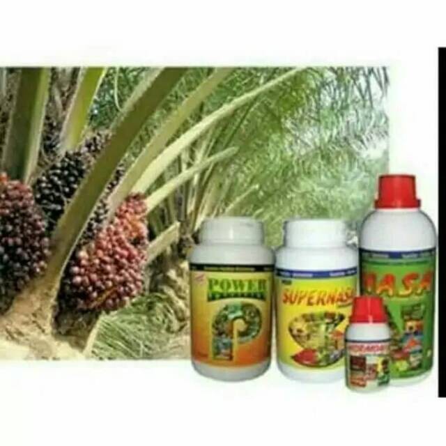 Jual PAKET BUDIDAYA TANAMAN KELAPA SAWIT ORGANIK NASA | Shopee Indonesia