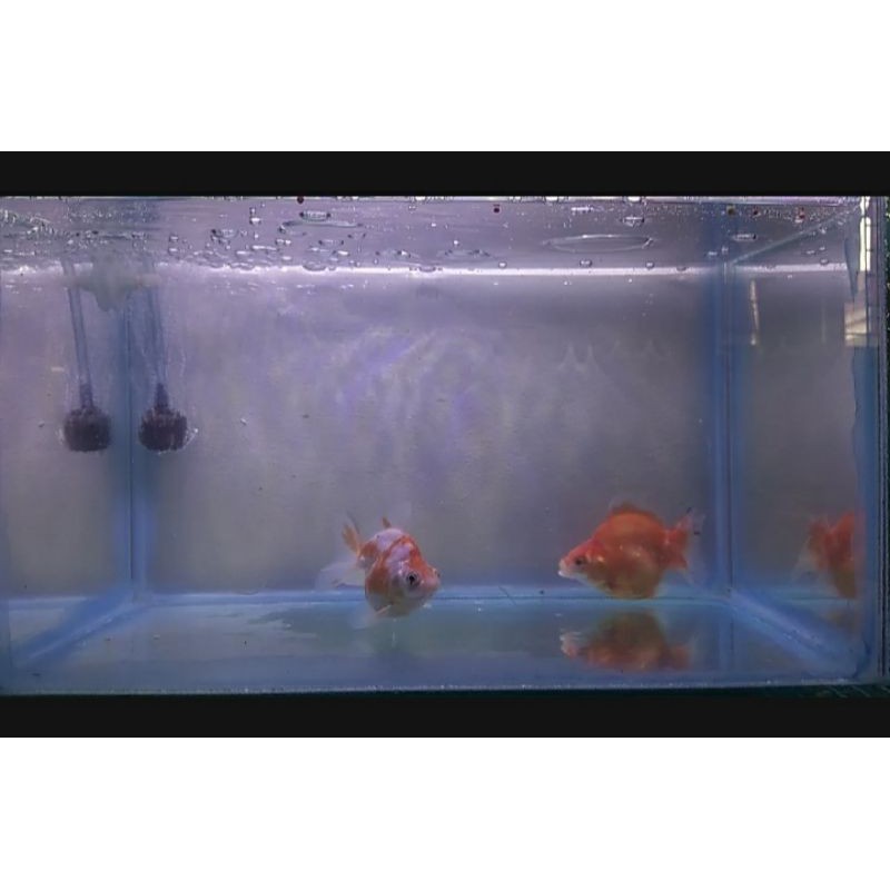 Jual ikan mas koki ryukin 7-8 cm | Shopee Indonesia