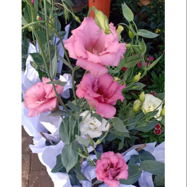 Jual Lisiantus / Lisianthus (Kembaran bunga mawar) | Shopee Indonesia