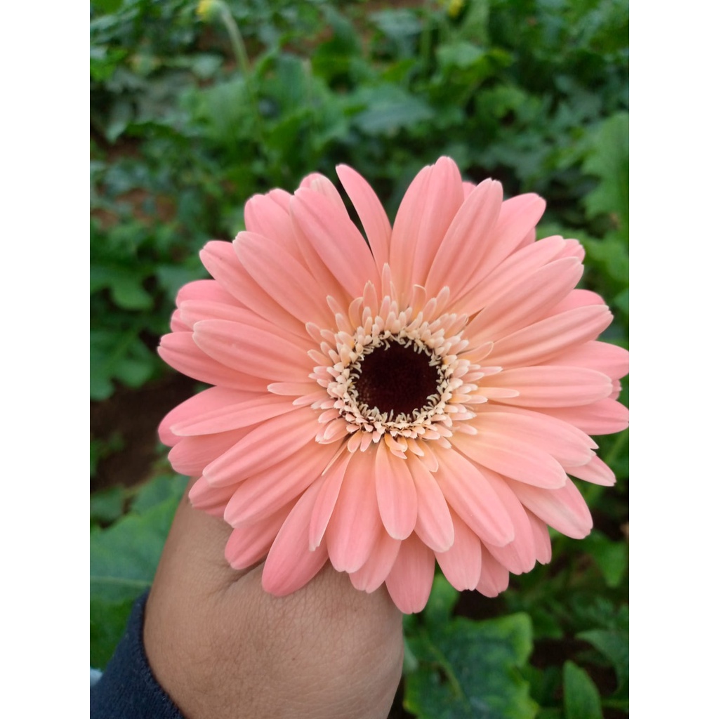 Jual Tanaman/Bibit garbera holland | Shopee Indonesia