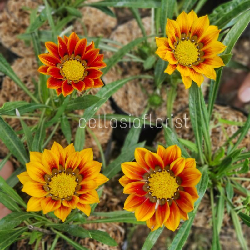 Jual Tanaman Hias Bunga Matahari Mini Gazania Berbunga Terus Menerus ...