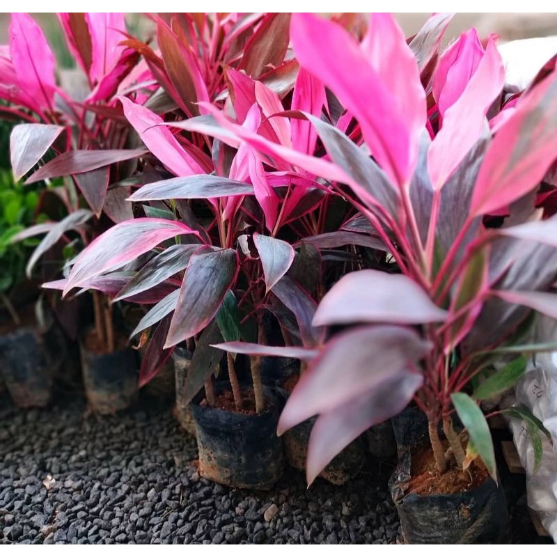 Jual hanjuang merah/ dracena vermelha | Shopee Indonesia