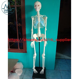 Jual Kerangka Manusia-Torso/Manikin/Manekin Model Sistem Tulang Rangka ...