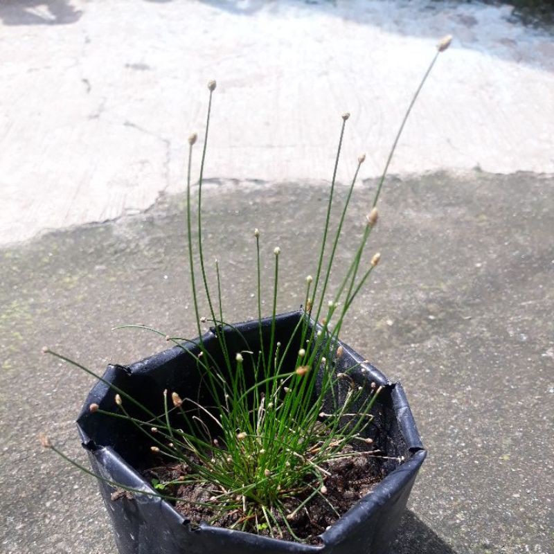 Jual rumput serat optik - isolepis cernua | Shopee Indonesia