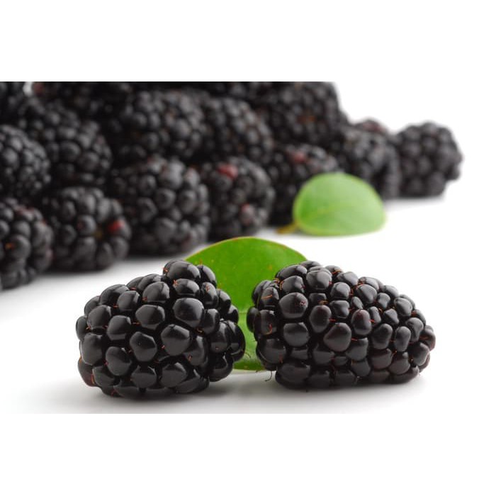 Jual Produk Special Benih Raspberry Hitam / Black Raspberry (Import ...