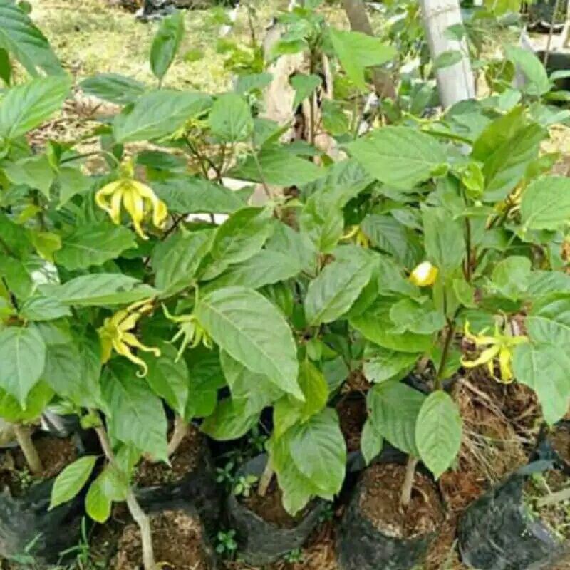 Jual POHON BUNGA KENANGA.. | Shopee Indonesia