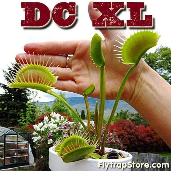 Jual Tanaman karnivora Venus FlyTrap DCXL RARE (Tanaman hidup) | Shopee Indonesia