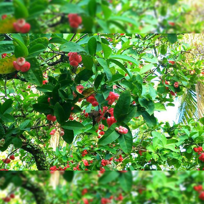 Jual Anja Bibit Pohon Buah Jambu Air Kancing Merah Tabulampot Tabulapot ...