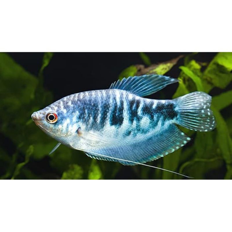 Jual Ikan Sepat Biru Rosbi - Beli 10 Free Pelet | Shopee Indonesia