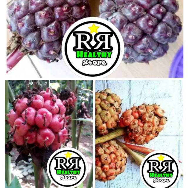 Jual Buah kecombrang/honje segar | Shopee Indonesia