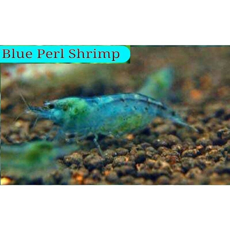 Jual Aksesoris akuarium udang hias / udang blue diamond / udang black ...
