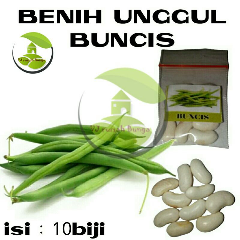 Jual Benih Bibit Buncis Biji Putih Unggul Pasti Tumbuh | Shopee Indonesia