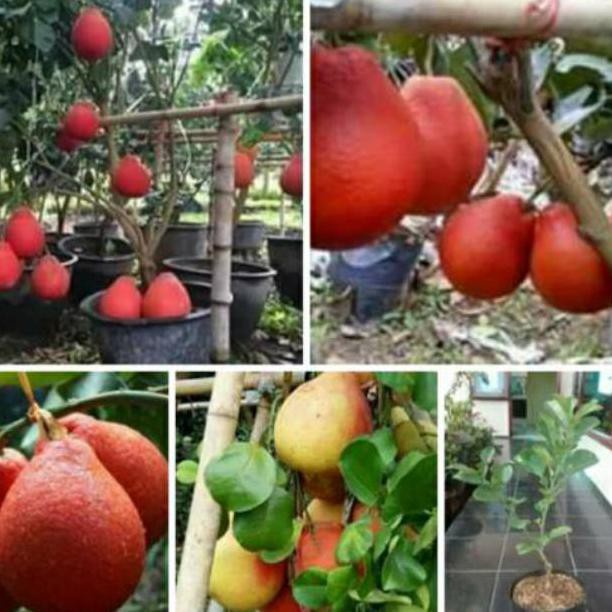 Jual Bibit Tanaman Bibit Tanaman Buah Jeruk Pamelo Red Ruby Thailand ...