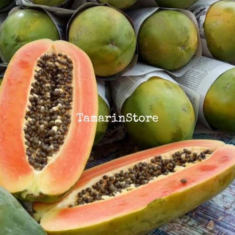 Jual Biji / Bibit / Benih - Pepaya California ( isi 25 ) | Shopee Indonesia