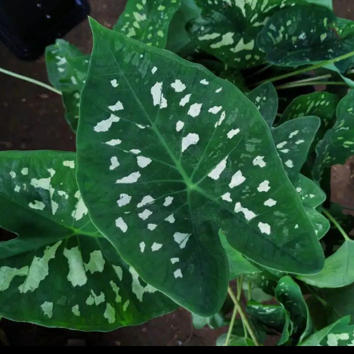 Jual Tanaman hias keladi army caladium army | Shopee Indonesia