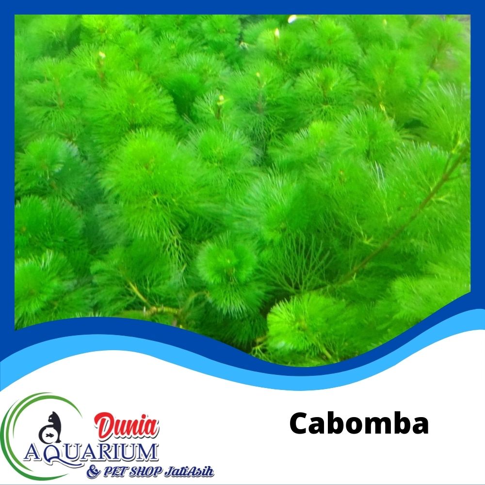 Jual Tanaman Aquascape Cabomba Kabomba Green | Shopee Indonesia