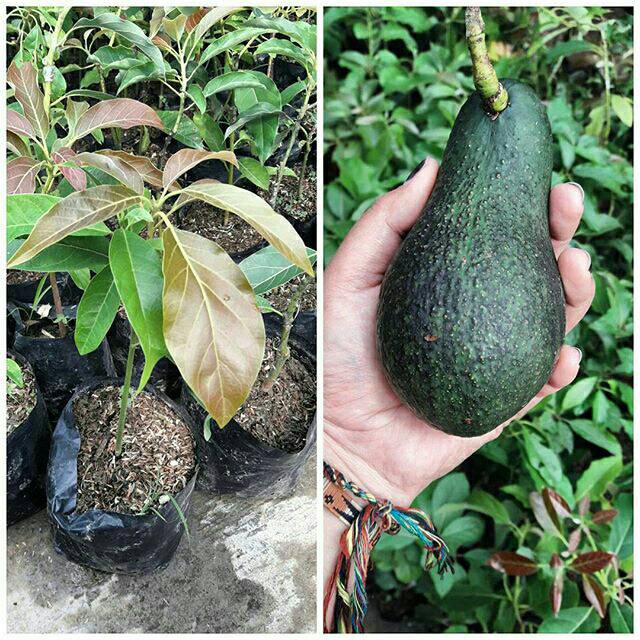 Jual Alpukat Hass Shopee Indonesia