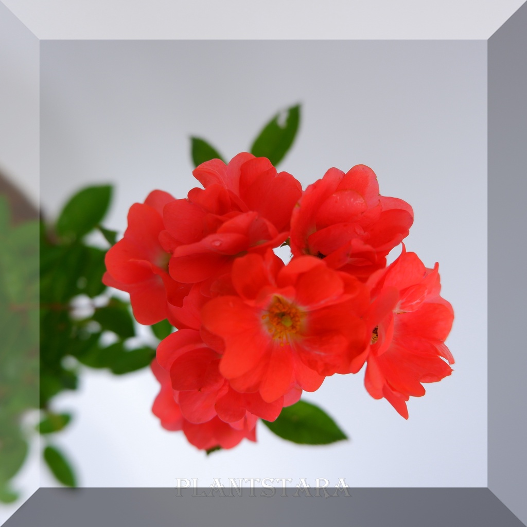 Jual Mawar Rambat (rosa sp) Berbunga Tanaman Bunga Hidup Rimbun 7 warna ...