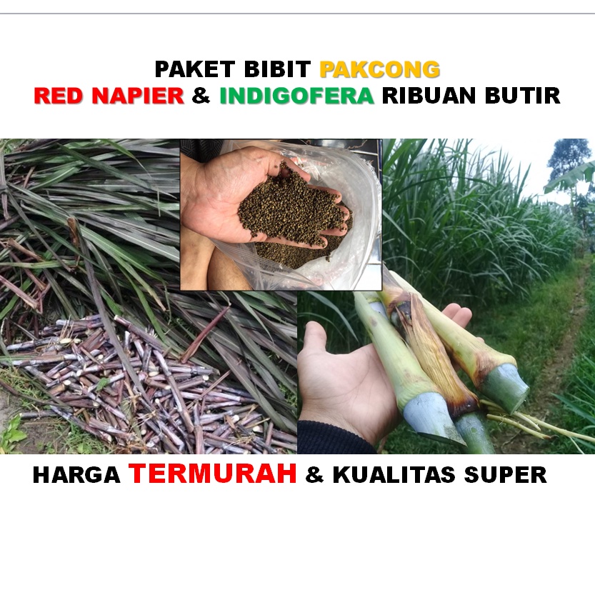 Jual Bibit Rumput Pakcong Red napier dan Indigofera kualitas super ...