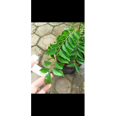 Jual Bibit Tanaman Kari Pohon Salam Koja Tanaman Daun Kari Tanaman ...