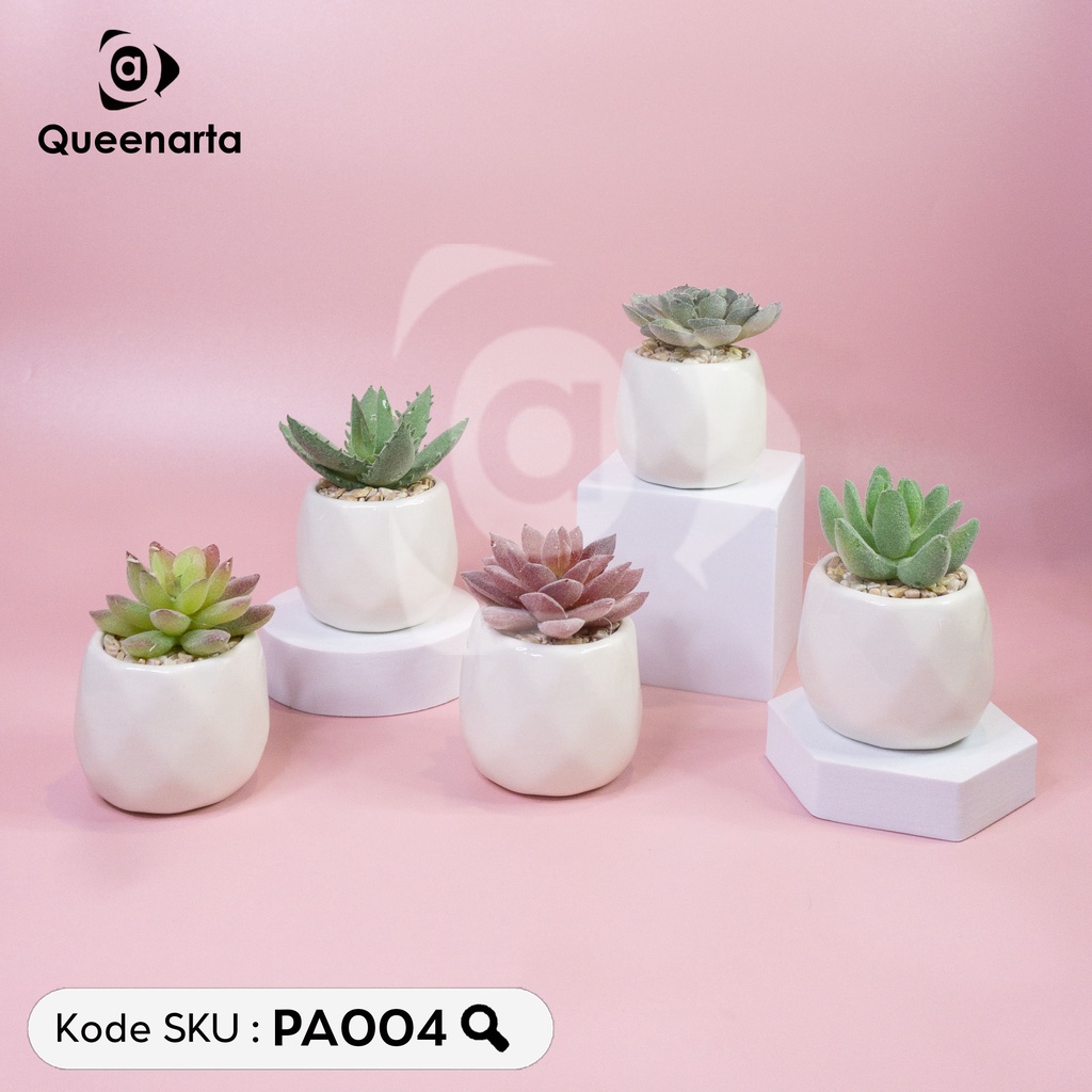 Jual Queenarta Sukulen Mini Jenis Tanaman Kaktus dan Bunga Hias Plastik ...