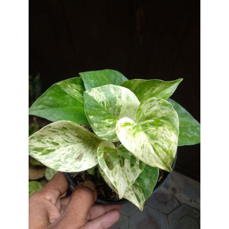 Jual Sirih gading variegata/marble queen pothos | Shopee Indonesia