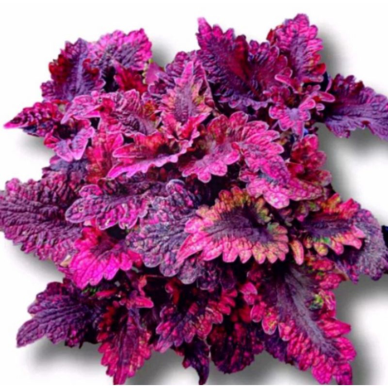 Jual tanaman miana ekor naga batik ping cerah stok super | Shopee Indonesia