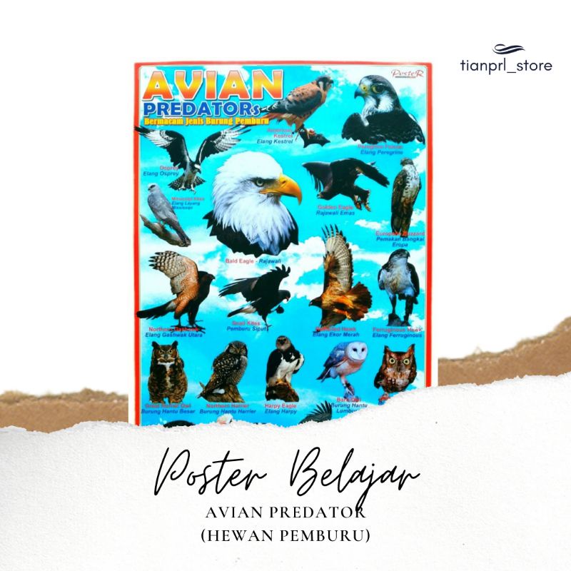 Jual POSTER BELAJAR MACAM-MACAM BURUNG PEMBURU | Shopee Indonesia