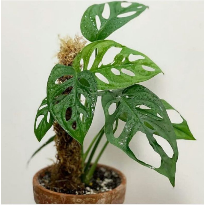 Jual TANAMAN HIAS MONSTERA OBLIQUA//PHILO JANDA BOLONG | Shopee Indonesia