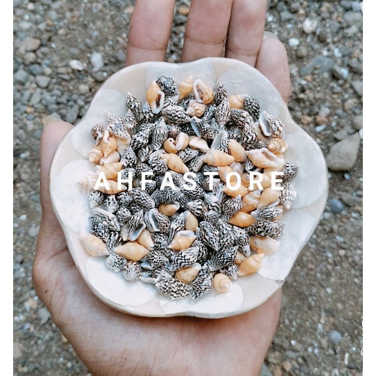 Jual Cangkang Kerang Kecil Natural 100 Gram Untuk Craft | Shopee Indonesia