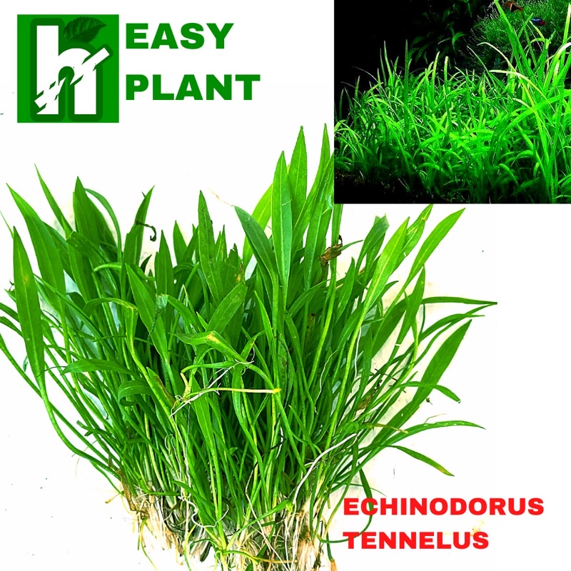 Jual Echinodorus Tenellus - Carpet for ground - carpet tanaman ...