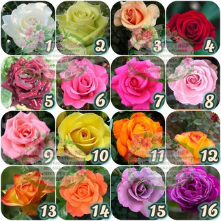Jual Mawar Murah isi 10 dengan 24 macam pilihan warna | Shopee Indonesia
