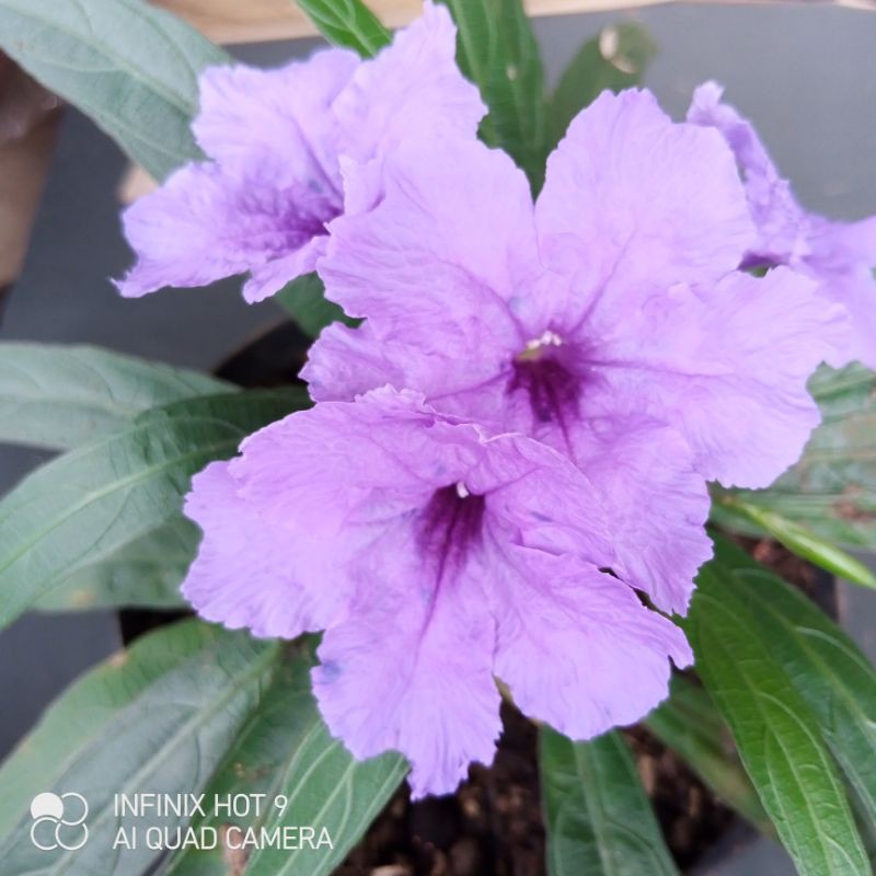 Jual Bunga Aurelia Ungu | Shopee Indonesia