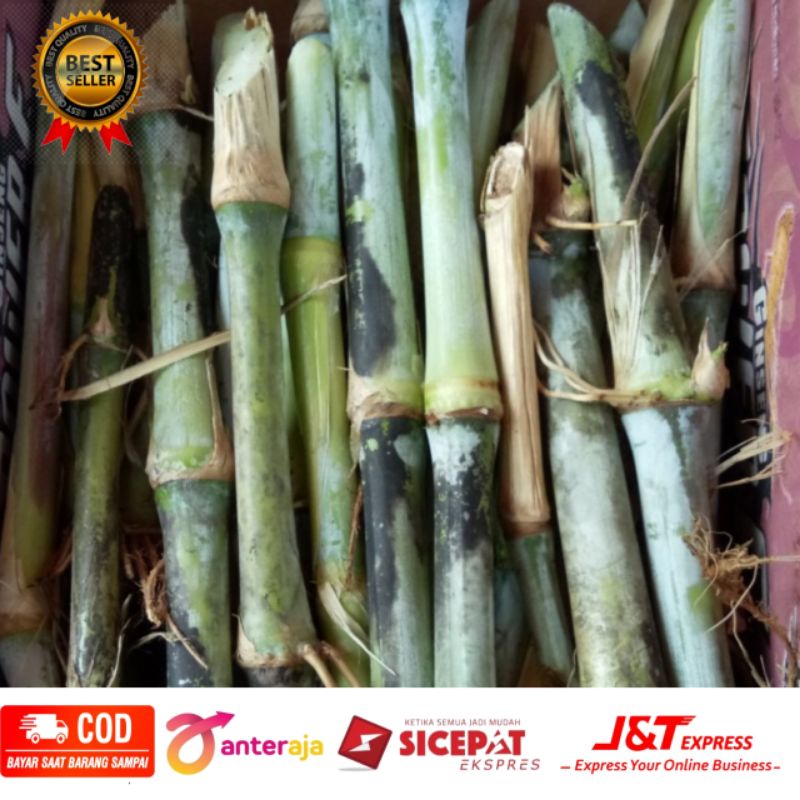 Jual Bibit rumput pakcong pakan ternak | Shopee Indonesia