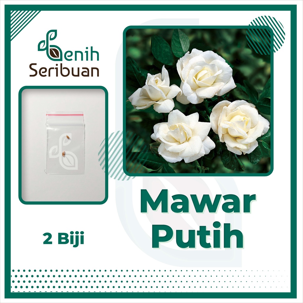 Jual Benih Seribuan - 2 Benih Bunga Mawar Putih Unggul | Shopee Indonesia