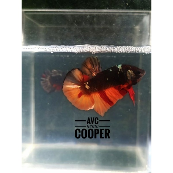 Jual Avatar nemo cooper | Shopee Indonesia