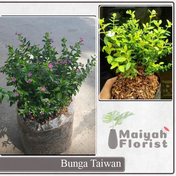 Jual Bunga Taiwan - Tanaman Hias | Shopee Indonesia