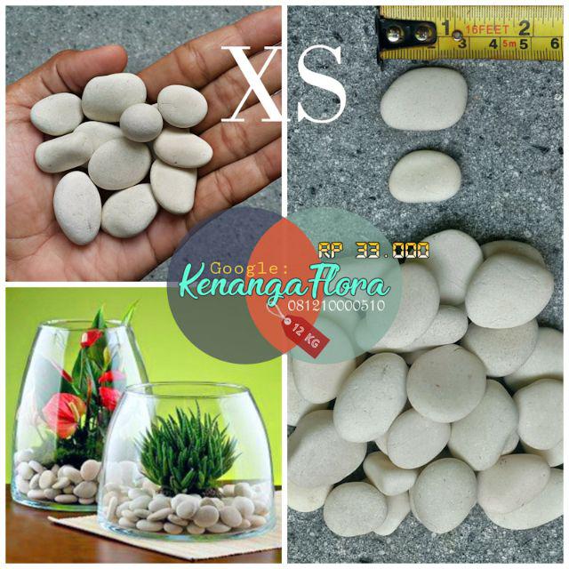 Jual BATU KORAL PUTIH KUPANG 10 kg | Shopee Indonesia