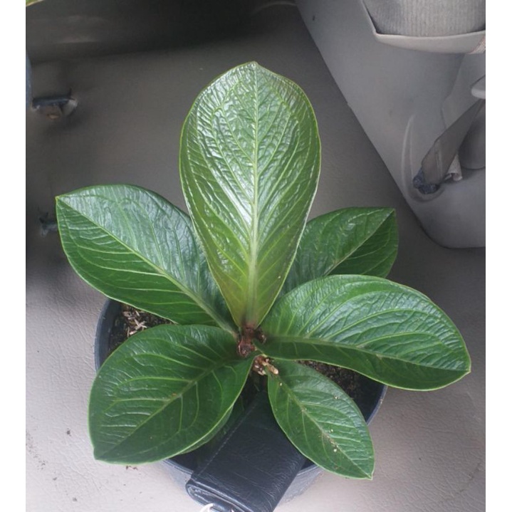 Jual anturium jemani mangkok | Shopee Indonesia