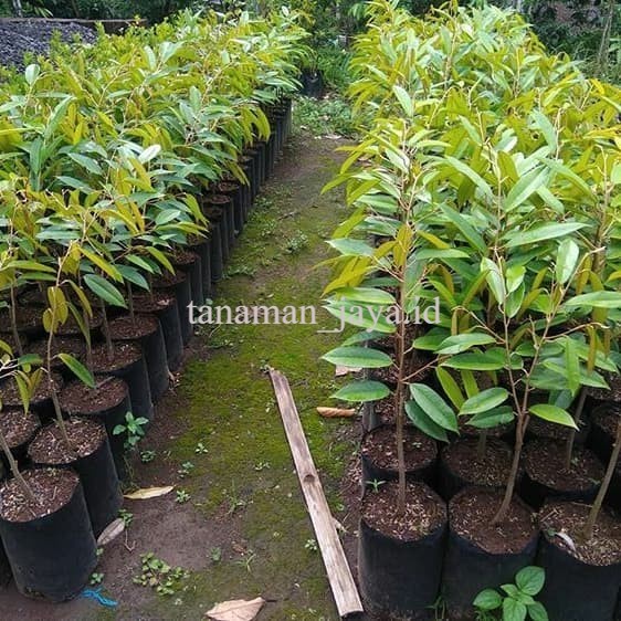 Jual Bibit Tanaman Buah Durian Bawor | Shopee Indonesia