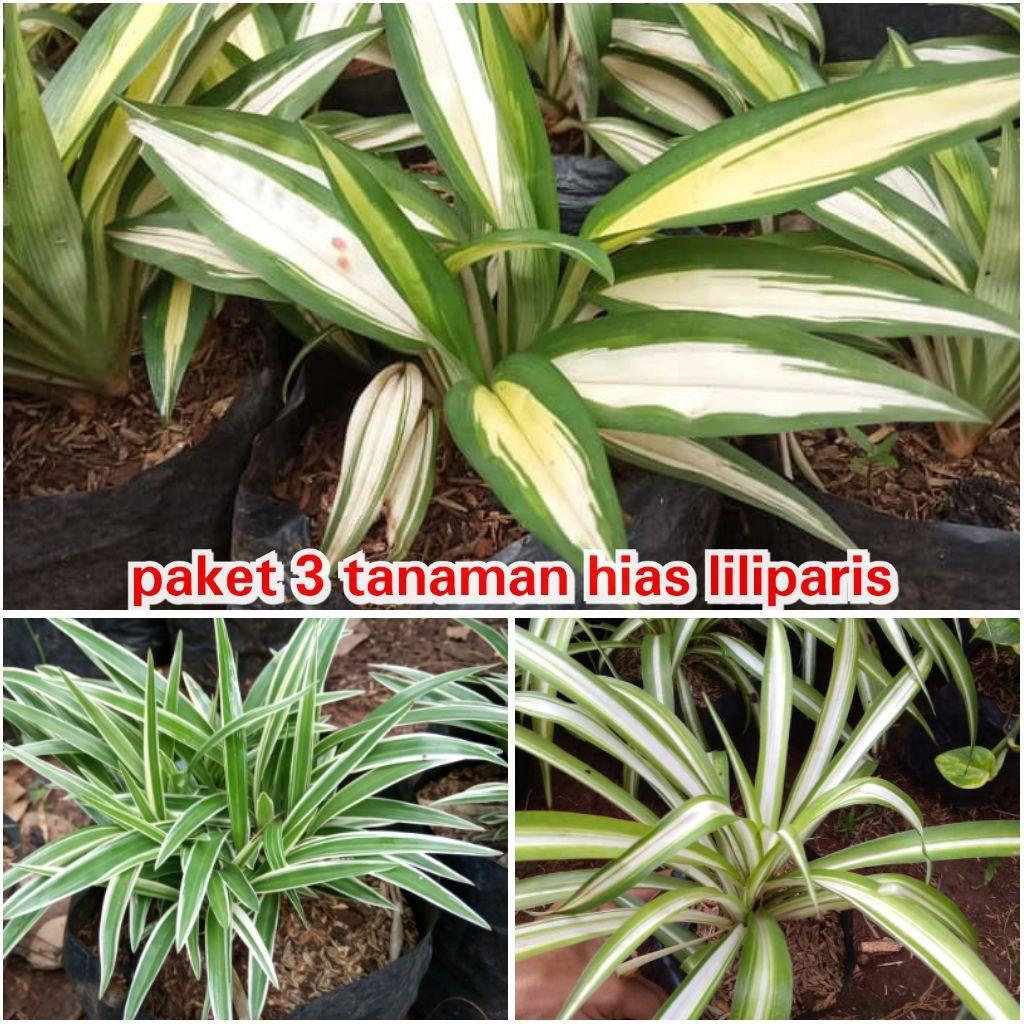 Jual paket 3 jenis tanaman hias liliparis umbi / tanaman hias liliparis ...